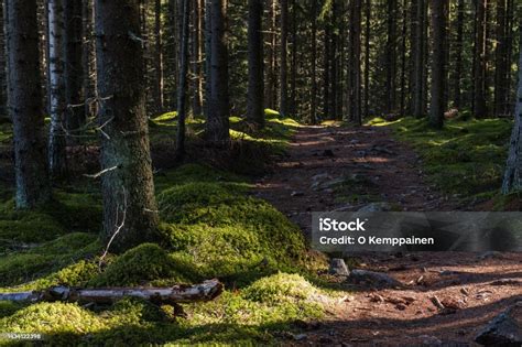 Jalur Hutan Lebar Yang Mengarah Melalui Hutan Jenis Konifera Dengan
