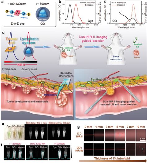 Dual Nir Iia And Nir Iib Fluorescence Imaging Guided Sentinel Ln Download Scientific Diagram