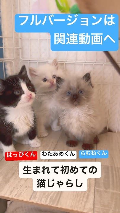 生まれて初めての猫じゃらし フルバージョンは関連動画へ 子猫 保護猫 Kittens Youtube