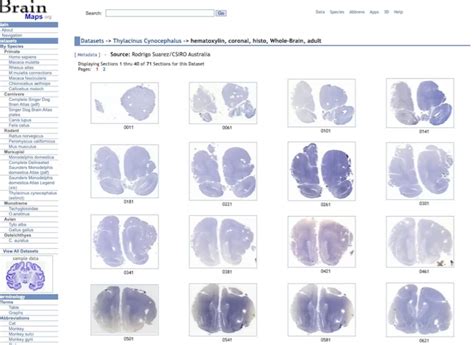 عکس محتویات عجیب و غریب مغز ببرتاسمانی منقرض شده خبرآنلاین