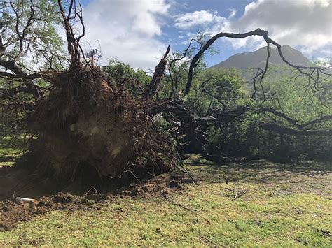 Dangerous Winds Wreak Havoc Across Hawaii Honolulu Star Advertiser