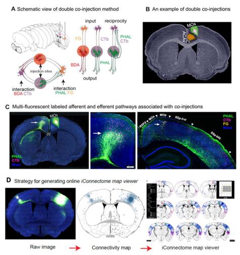 Neural Networks Of The Mouse Neocortex Pmc