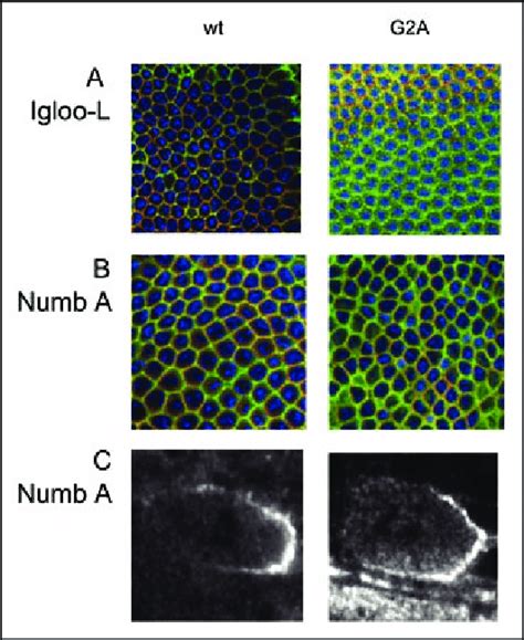 Subcellular Localization Of Igloo L And Numb A In Embryonic Fly