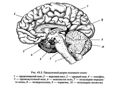 Рассмотрите рисунок строение головного мозга 95 фото