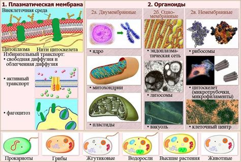 Биология 10 класс картинки