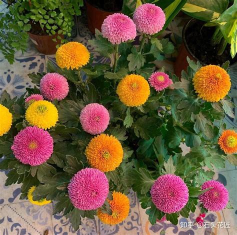 养乒乓菊做到3勤1控制花朵又大又圆年年能开花 知乎