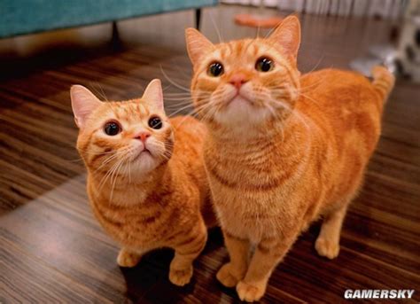 《鬼灭》炭治郎声优为自家猫拍写真 两只橘猫出镜 游民星空