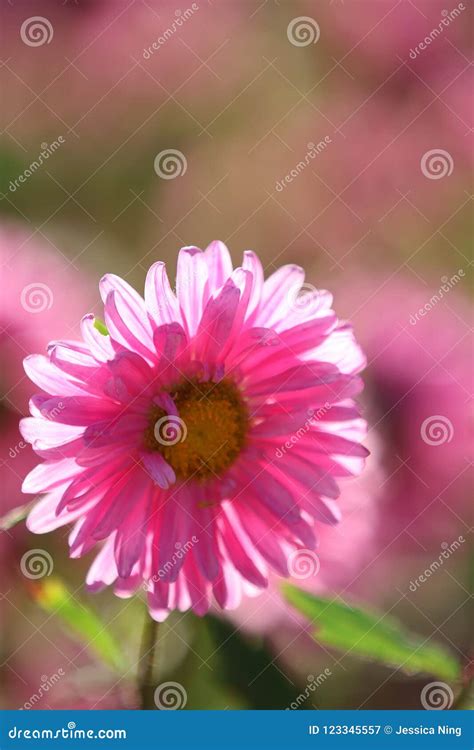 Feature Of Pink Daisy Stock Image Image Of Gentle Graceful 123345557