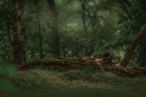 Mossy Forest Set Focus With Caneil