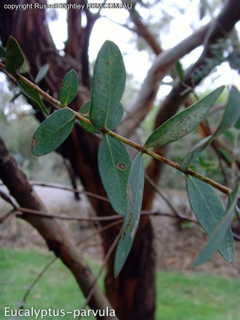 Photographs Of Australian Native Plants Trees Australian Eucalypts