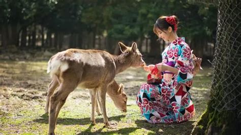 나라 공원 가스가타이샤 도다이지 도쇼다이지 1일 투어 중국 개인 자가용 오사카 나라 1일 투어동승 불가 일정