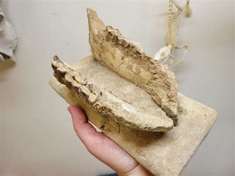 Fossil Hyracodon Mandible 00640 Craniates Curiosites Oddity Sales And Restoration