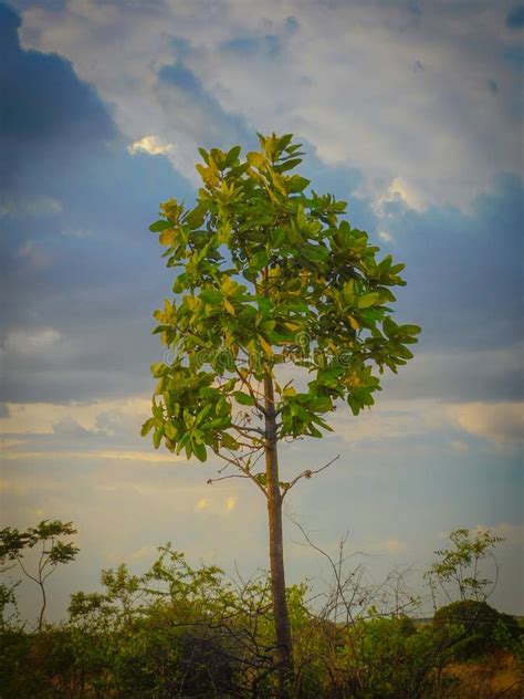 Love â Tree Viral Photo Nature Love Stock Image Image of tree love