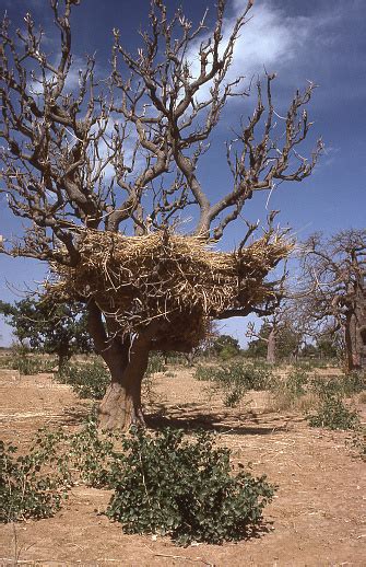잘라내기 그루터기 나무 짐승 목초 Sahel 부르키나 파소 서부 아프리카 사헬에 대한 스톡 사진 및 기타 이미지 사헬 0명
