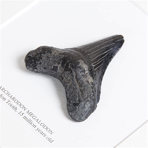 Black Megalodon Shark Tooth Carcharodon Megalodon Fossil In Box Frame