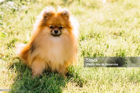 오렌지 레드 브라운 스피츠가 공원에서 포즈를 취하고 있습니다 닫고 텍스트 잔디 배경에 대한 공간을 복사합니다 작은 강아지 화창한 날 가축에 대한 스톡 사진 및 기타 이미지