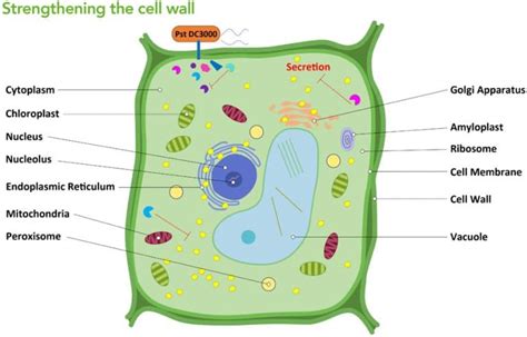 Subcellular Dissection Of Plant Immunity Towards Bacteria Research Outreach