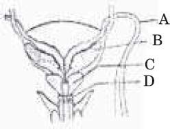 Given Below Is A Diagrammatic Sketch Of A Portion Of Human Male