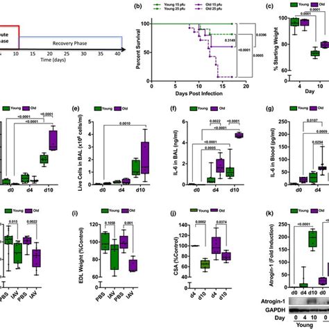 Acute Influenza A Virus Iav Infection Is Worse In Old Compared With