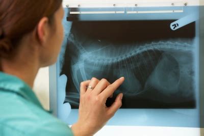 HOMEOVET Radiografía Veterinaria