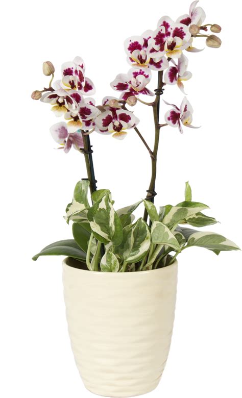 Belize X Terra Color Orchids