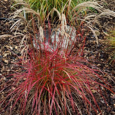 Miscanthus Sinensis Ruby Cute Vitro Westland