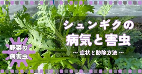 シュンギク春菊の病気と害虫症状の特徴と防除方法 やまむファーム