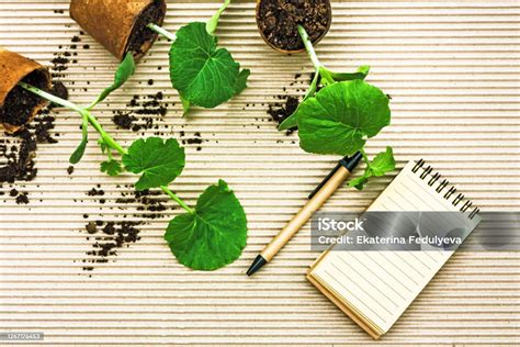 생분해성 섬유 냄비에 호박 모종 가벼운 배경에 펜이있는 씨앗 및 재활용 종이 노트북 맨 위 보기입니다 공간을 복사합니다 홈 원예 계획 심기에 대한 스톡 사진 및 기타 이미지