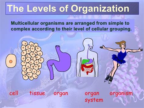 Intro To Cells