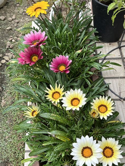 桜希呼→さきこ On Twitter 今日もお疲れ様でした 今年も咲いてくれました👍良い時間をお過ごしくださいね👍🍀今週もお疲れ様でした