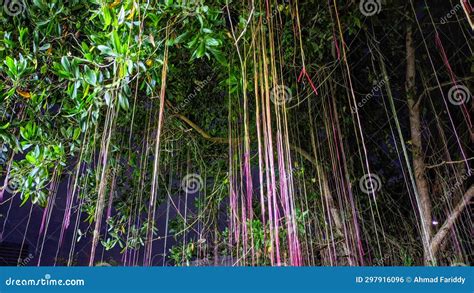 Unique Tree Roots That Extend Downwards Stock Photo Image Of Banyan Colours