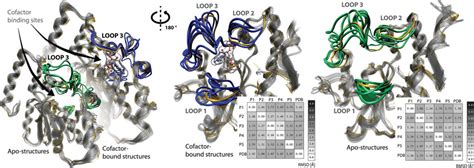 Superposition Of Extracted Enzyme Conformations From Md Trajectories