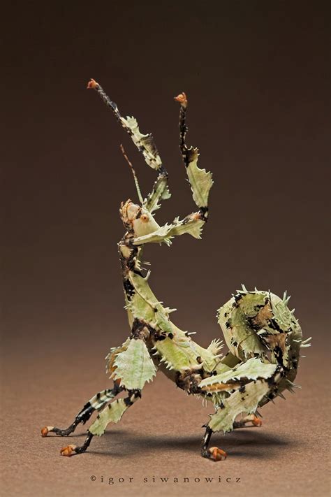 Biologia Vida Bicho Pau Espinhoso Gigante Giant Prickly Stick Insect