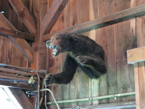 Crappy Taxidermy