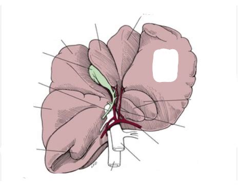 Liver And Pancreas Anatomy Diagram Quizlet
