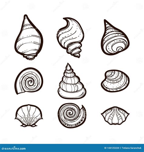 raccolta di varie conchiglie libro di coloritura illustrazione vettoriale illustrazione di