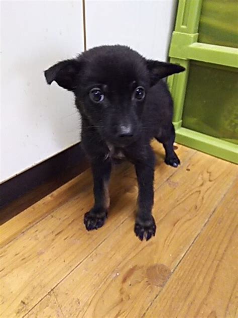 「保護犬！里親様緊急募集！！」山口県 犬の里親募集477772 4枚目の画像 ペットのおうち【里親決定25万頭！】