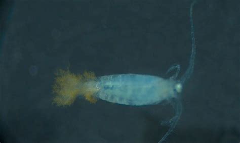 Labidocera Bengalensis Marine Biodiversity Portal Of Bangladesh