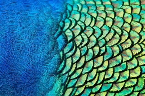 Peacock Feathers Details And Patterns