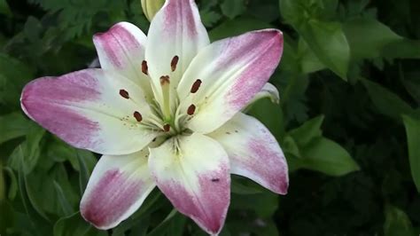 Композитор Алексей Савов Под счастливой звездой Лилии Youtube