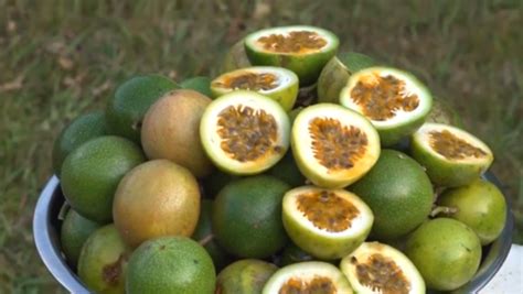 Cultivo de maracuyá en 2 minutos Micros Agrotendencia tv