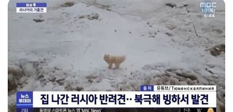스케일이 다른 러시아 반려견 유머 움짤 이슈 에펨코리아