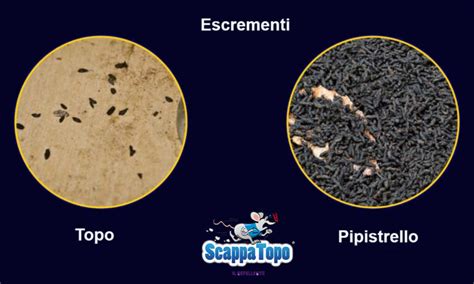 Come Riconoscere Gli Escrementi Di Pipistrello Scappatopo