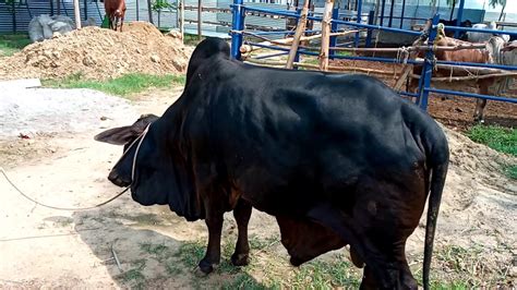 707 Cattle Farm Gujranwala YouTube