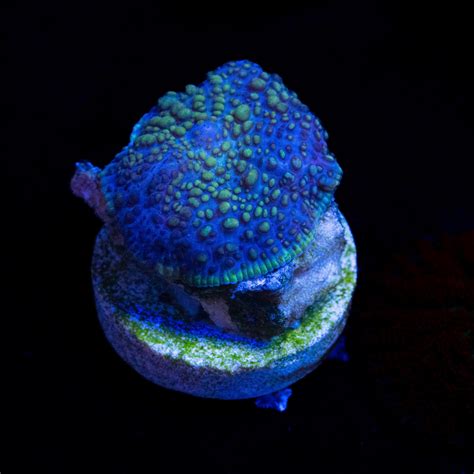 Alien Mushroom Treasure Corals
