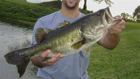 Bass Fishing Florida Golf Course Pond Part 1 Youtube