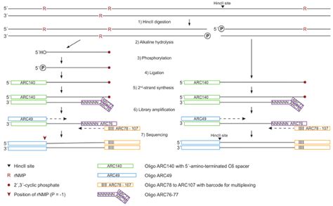 Simultaneous Mapping And Quantitation Of Ribonucleotides In Human