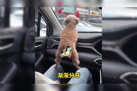 狗子站在主人腿上看热闹， 我就看了个热闹学会了劈叉”