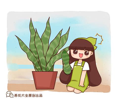 虎皮兰怎么养好活 详解虎皮兰养护要点 绿植科普 绿植迷