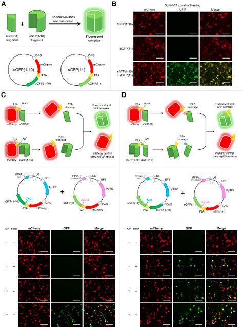 Figure 4 From Development Of Mammalian Cell Logic Gates Controlled By